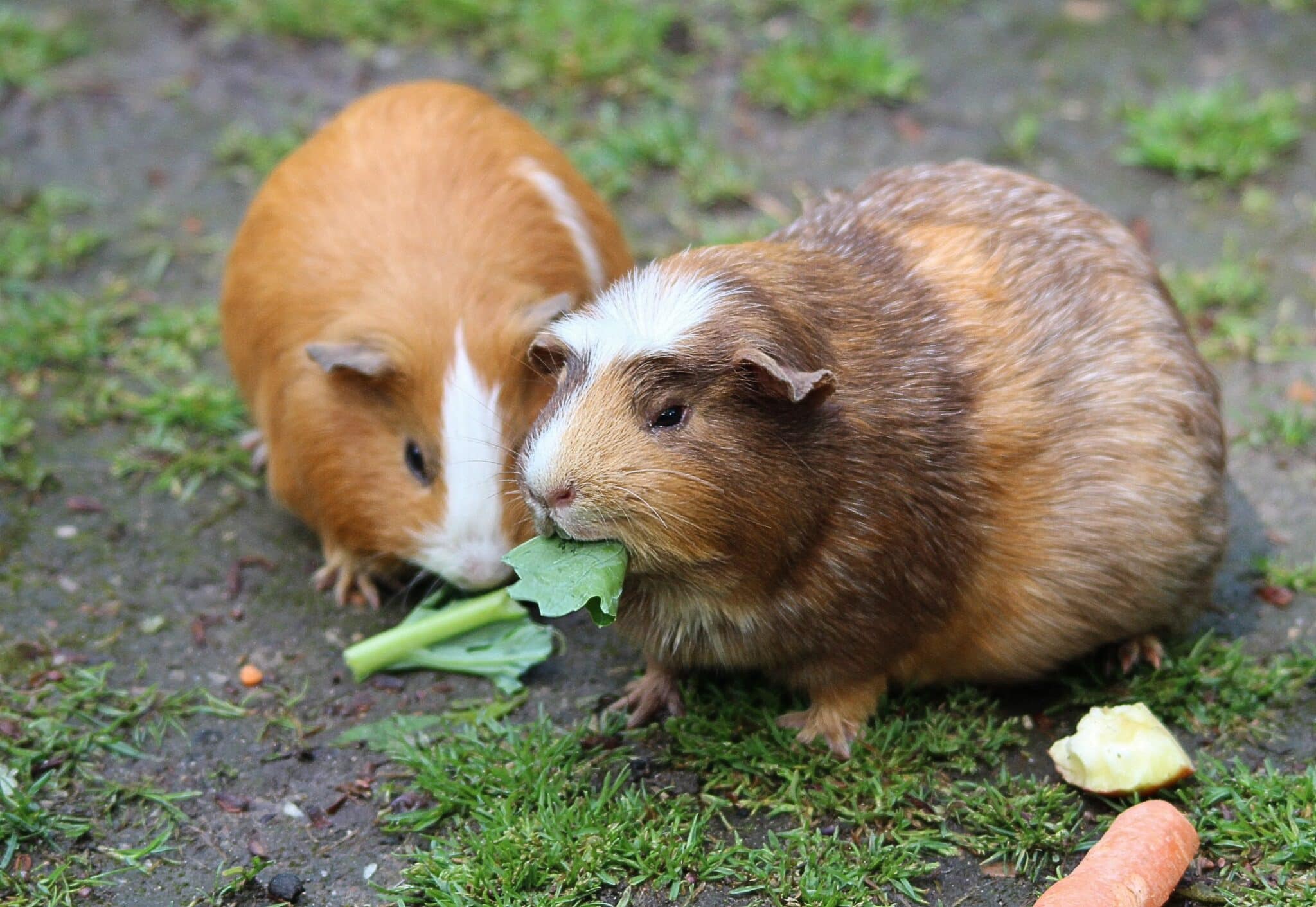 Effective Advice For Ear Mites On Rabbits & Guinea Pigs