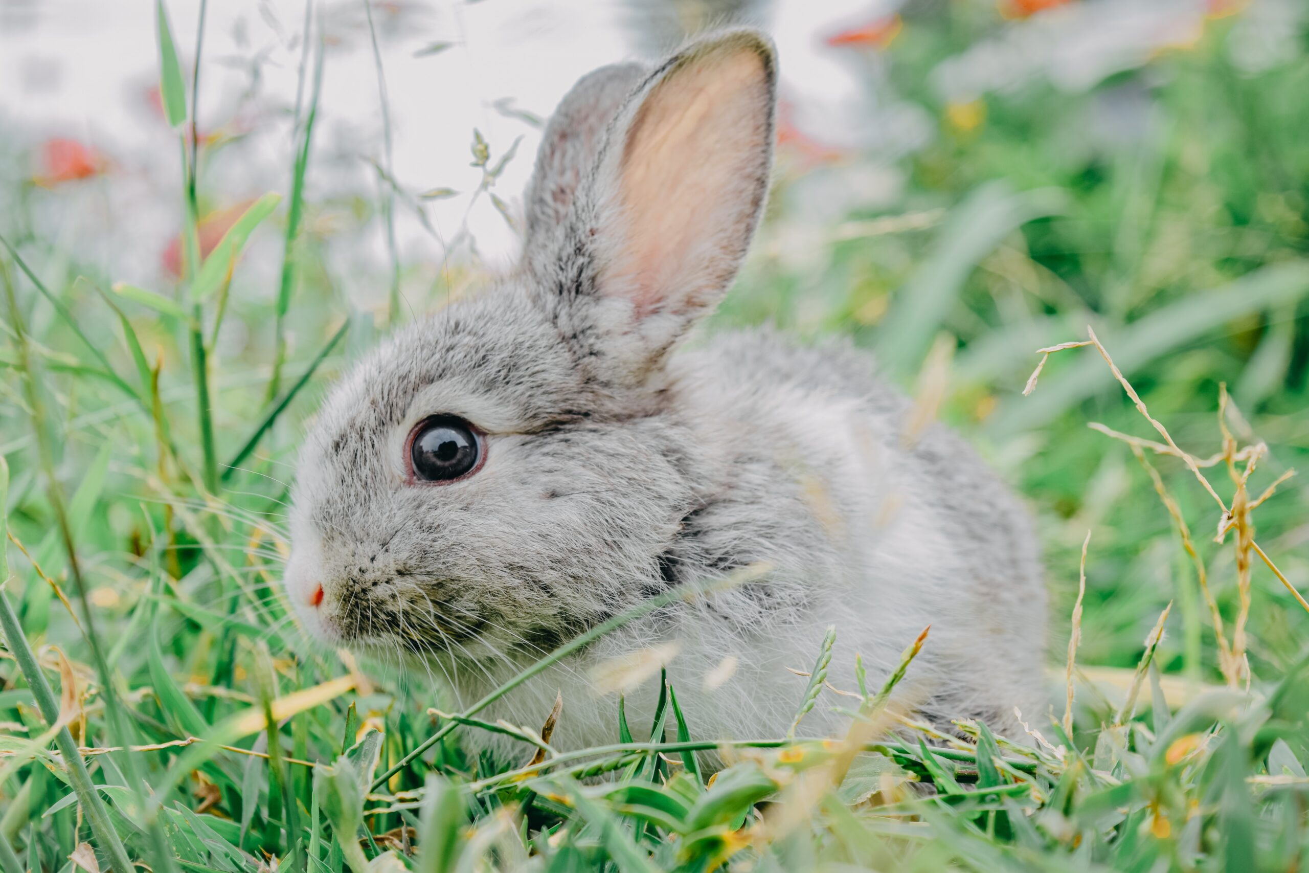 Effective Advice For Ear Mites On Rabbits & Guinea Pigs