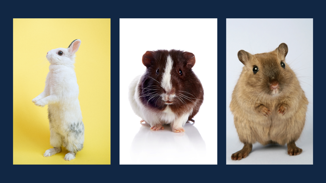 Naqua Ltd launch Anti-Mange Spot On Treatment - Naqua Ltd