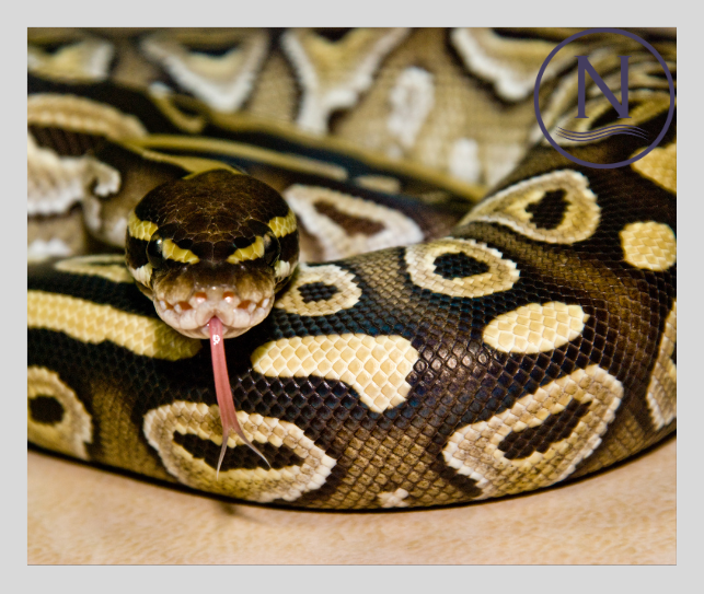 Battling Reptile Parasites: A guide to reptile mite treatment.