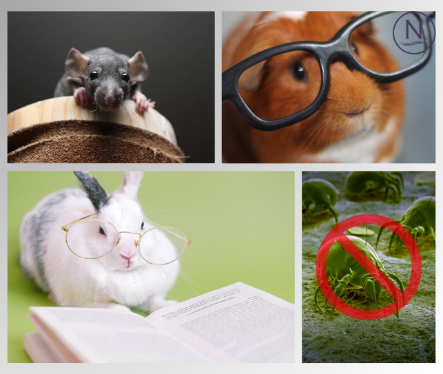 Battling Mange in Winter: A Guide to Protecting Your Small Animals