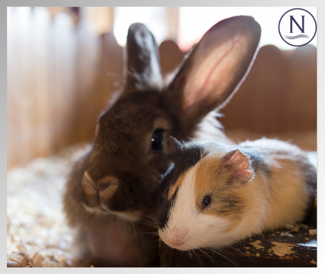 How do I know if my rabbit or guinea pig has mites or fleas? - Naqua Ltd