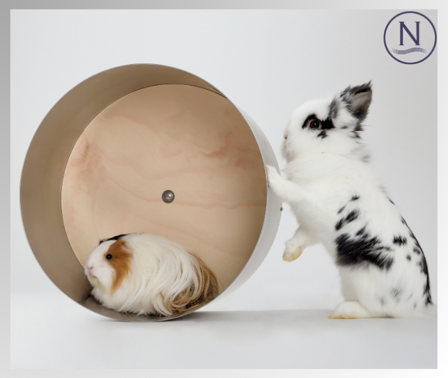 How can I treat and prevent Flystrike? - Naqua Ltd