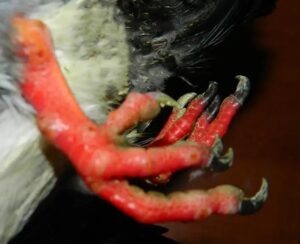Here's how to check if your pigeon has mites or scaly leg - Naqua Ltd