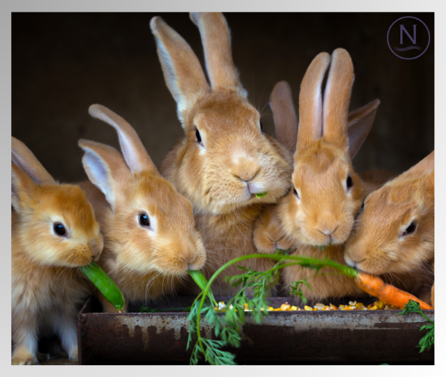 How do I get rid of mites on my rabbit? - Naqua Ltd