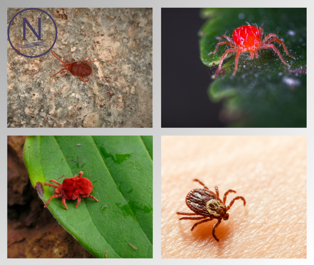 What are Red Mites? - Naqua Ltd