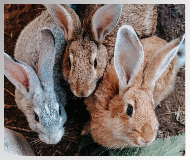 Symptoms Of Mites In Rabbits - Naqua Ltd